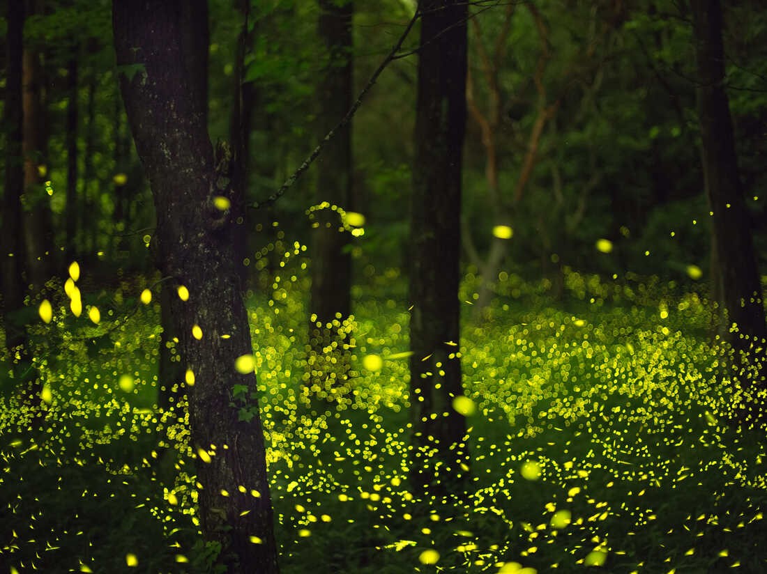 Firefly de Powers of the Monk - EXTRAVAFRENCH
